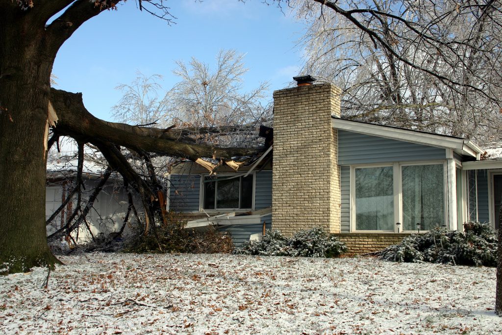What To Do When A Tree Falls On Your Home - Mihalko's Fire & Water ...